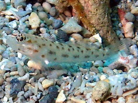 サラサハゼ属の一種 沖縄の魚図鑑