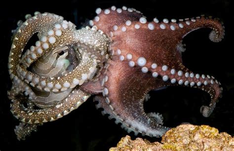 Find Out Why The Octopus Commits Suicide After Having Sex With Its Partner