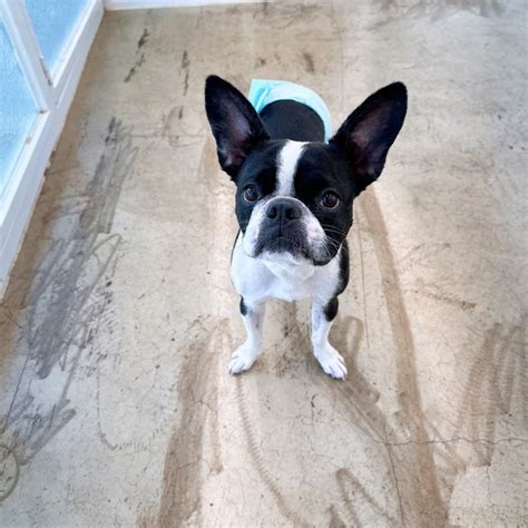 보스턴테리어 빌보 강아지 책임분양♥ 아이조아 유기방지입양 파양 강아지보호소 고양이보호소 무료분양센터