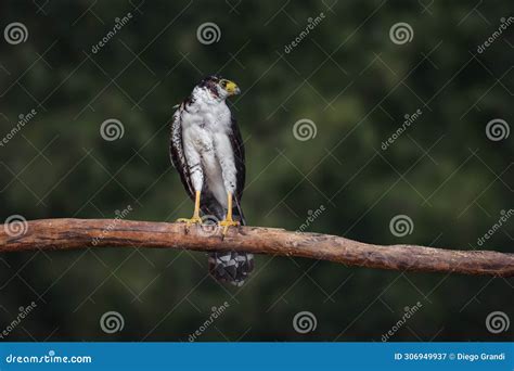 Collared Forest Falcon Pale Morph Stock Image Image Of Predatory Variant 306949937