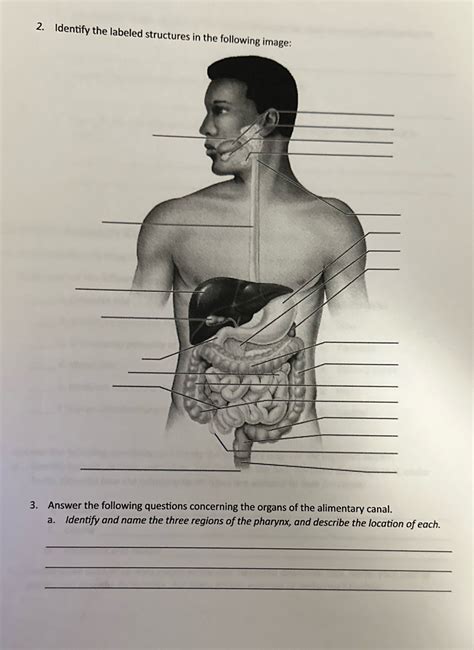 Solved Identify The Labeled Structures In The Following Image Course Hero