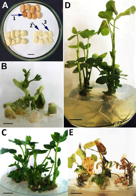 Chitinase Gene Transfer Into Peanut By Agrobacterium Mediated