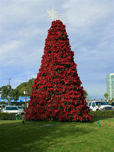 File Poinsettia Tree Wikipedia