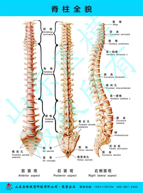 脊柱挂图脊柱脊椎全息图海报
