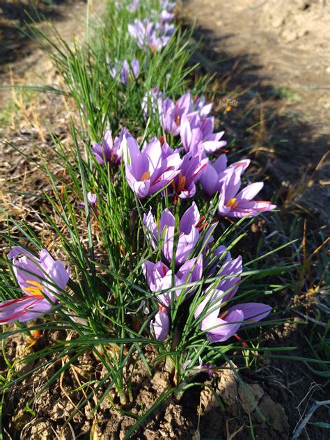 Декоративни растения Декоративни растения рози и цветя