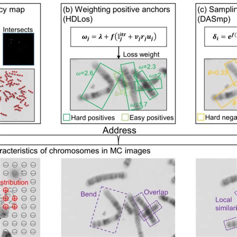 Pdf Chromosome Detection In Metaphase Cell Images Using Morphological
