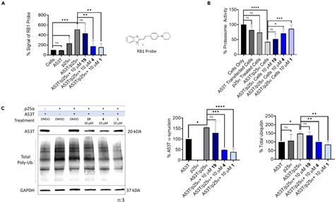 20s Proteasome Enhancers Prevent Cytotoxic Tubulin Polymerization Promoting Protein Induced α
