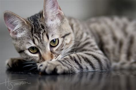 Lovely Kittycats