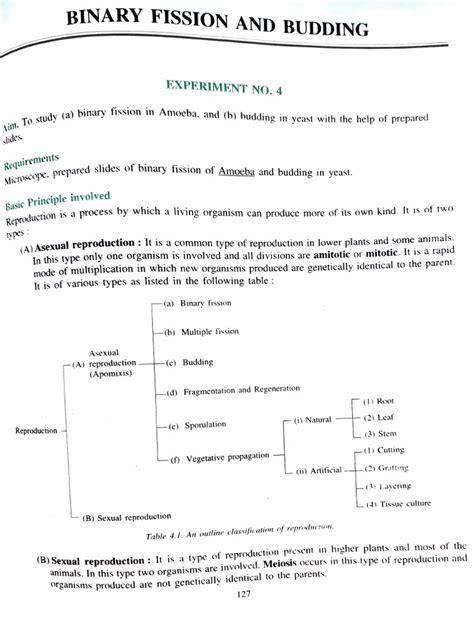 Biologyexperiment Binary Fission And Budding Pdf Sexual