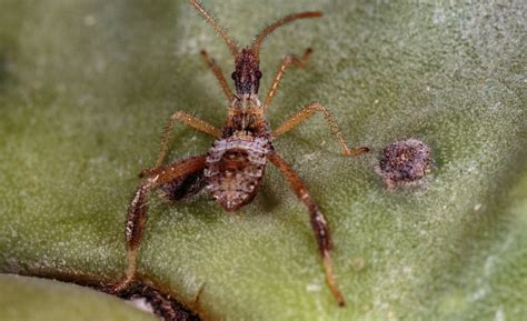 How To Get Rid Of Cactus Bugs Top 7 Tips And Best Guide