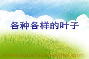 中班科学活动课件PPT各种各样的叶子PPT课件图片 幼儿园课件网
