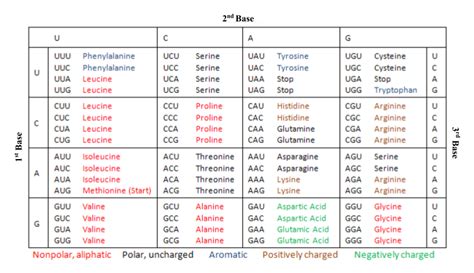 Amino Acid Codon Chart Free] 1oo Points And Brainliest If Right Use