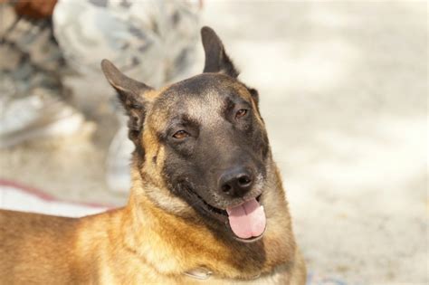 벨기에 세퍼트 마리노이즈 덴구 네이버 블로그