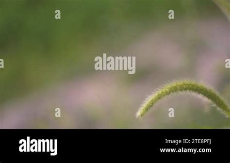 Grassland Vegetation Stock Videos And Footage Hd And 4k Video Clips Alamy