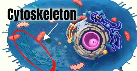 Do Plant Cells Have Cytoskeleton Functions And Structure The Gardeners
