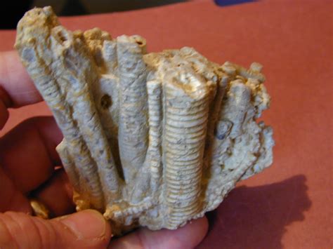 Finished Prep Of Crinoid Stems Fossil Preparation The Fossil Forum