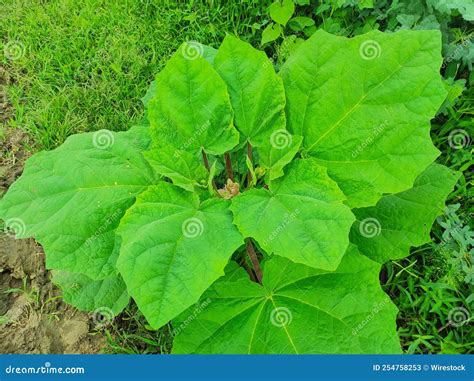 Devils Claws Tigers Claw Iceplant Kakanasa Baghnakh Hatha Jodi Ulat Kanta Vichar Bichu Flower