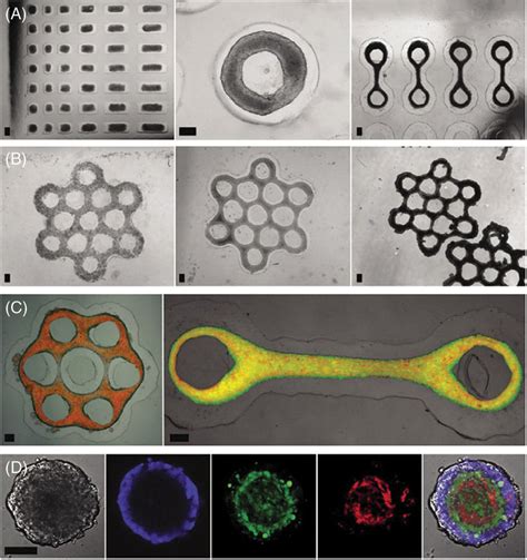 9 Microtissue Size Shape And Composition Are Easily Controlled In Download Scientific Diagram
