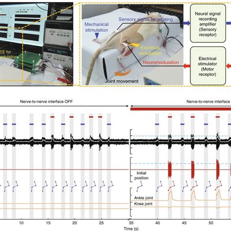 Nerve To Nerve Interface A Experimental Set Up And Flow Diagram Of