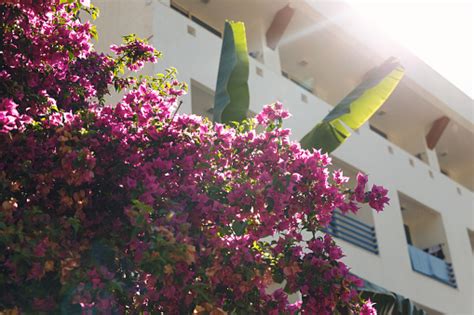 자연스러운 배경 따뜻한 태양의 부드러운 광선에 나무에 아름다운 분홍색 꽃 아름다운 자연 배경입니다 여름 봄 컨셉 공간을 복사합니다 디자인용 템플릿입니다 소프트 포커스 0명에