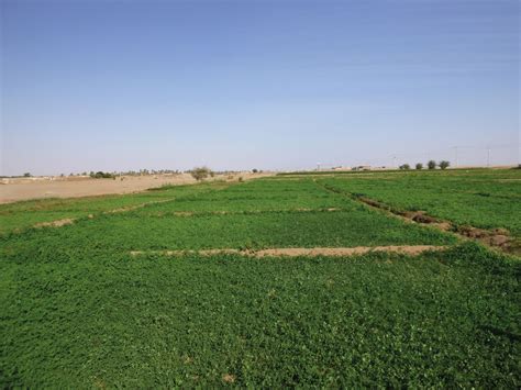 Invasive Species And Fodder Crops In Africa Trees Dla