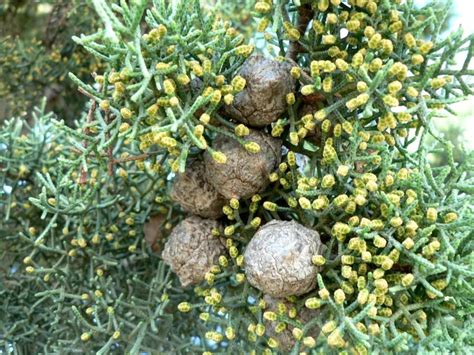 Free Picture Juniper Cones