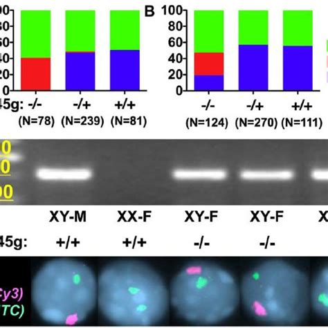 Complete Or Partial Xy Sex Reversed Phenotype Of Xy Gadd45g 2 2 Mice