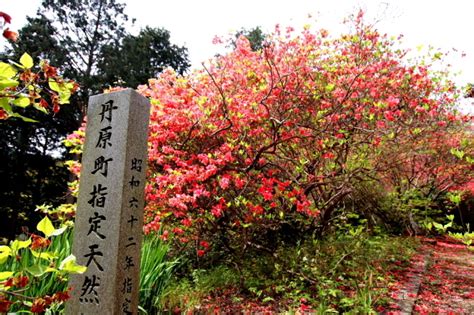 高知八幡神社のつつじ 国安じいさんのたわごと