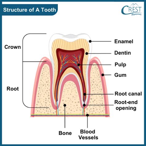 Human Teeth Structure And Function Pdf