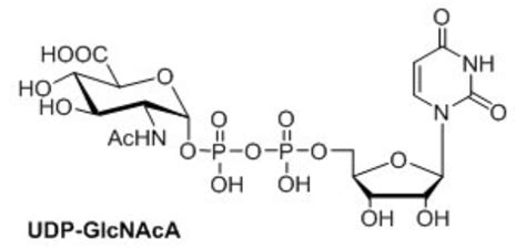 尿苷5 三氢二磷酸酯 P Beta D 吡喃葡萄糖基酯钠盐，udp Alpha D Glucose Disodium Salt 知乎