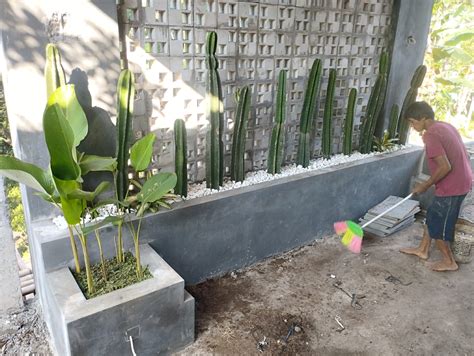 Tips Merawat Tanaman Hias Di Rumah Sinox Nursery