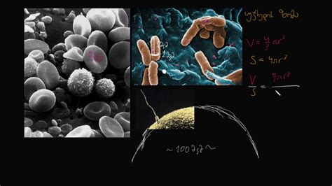 უჯრედის ზომა Youtube