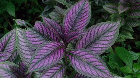 Shade Loving Perennials For A Delightful Garden Cresleigh Homes