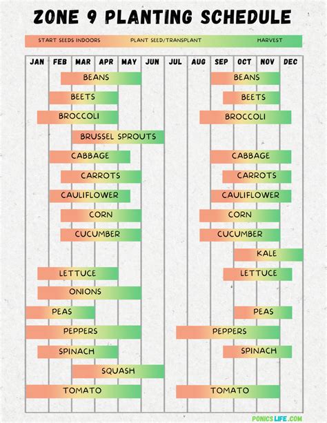 Texas Vegetable Planting Calendar A Quick And Easy Guide