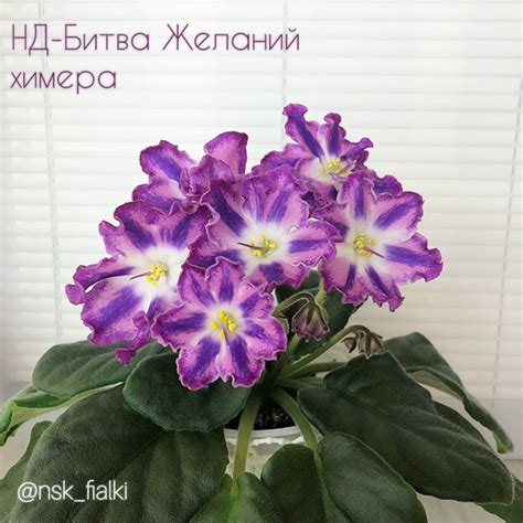 НД Битва Желаний Химера от сорта НД Уральские Самоцветы Селекция Н Даниловой Суворовой