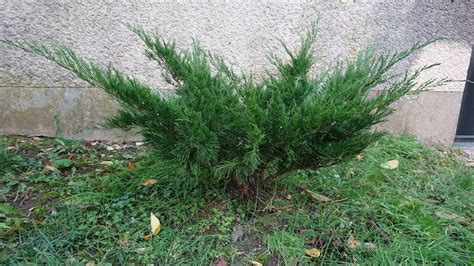 Types Of Juniper Shrubs Artofit