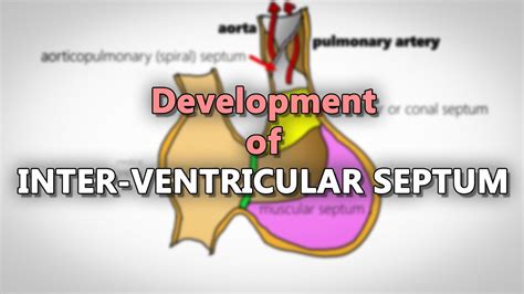 Interventricular Septum Development Embryology Made Easy Youtube