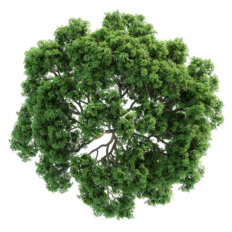 Tree Top View Png Free Download Rose Png Tree Top View Png Free Download Rose Png