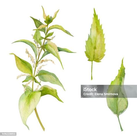 손으로 그린 수채화 쐐기풀 식물과 잎 착색 염료 취미 수제 직물 식물 그림은 흰색 배경에 격리된 개체입니다 상점 로고 인쇄물 웹 사이트 명함 소책자 Nettle에 대한 스톡