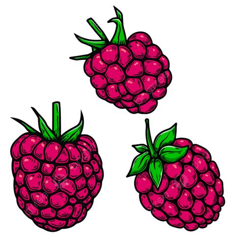 Set Of Illustrations Of Raspberry In Engraving Style Plant Raspberries Vintage Png And Vector