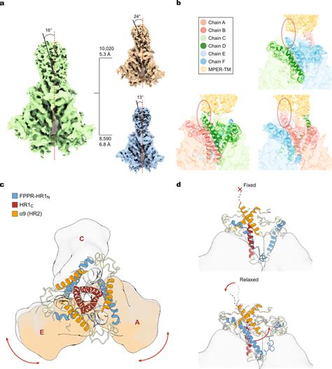 Env Trimer Tilting And Env Ectodomain Conformation A The Cryo Em