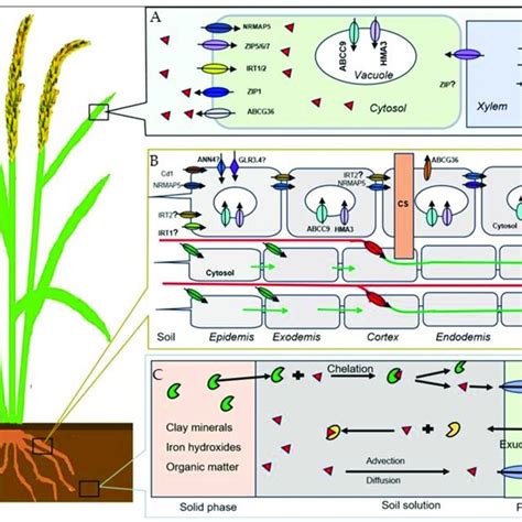 Pdf Inhibition Roles Of Calcium In Cadmium Uptake And Translocation In Rice A Review