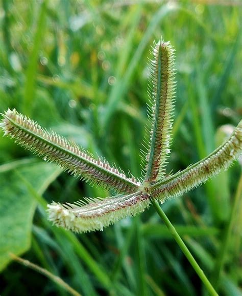 3 Free Crowfoot Grass And Water Crowfoot Images Pixabay