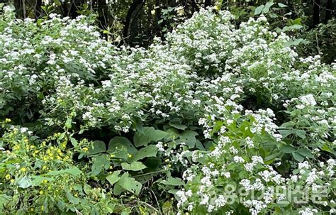 예쁨 뒤에 숨어있는 욕심 미국쑥부쟁이와 서양등골나물