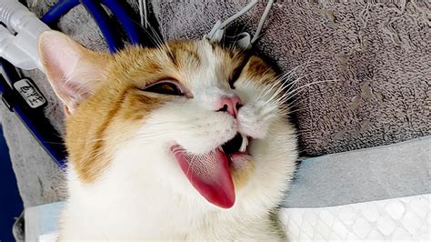 猫咪绝育需要准备什么？ 知乎