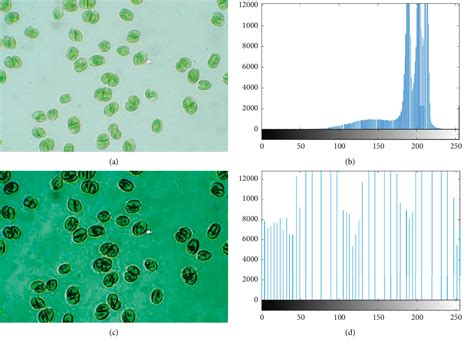 Figure 1 From Microalgae Classification Using Improved Metaheuristic