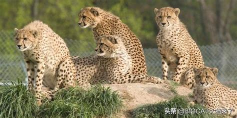 交配60天後雌性獵豹做體檢獸醫大鬆一口氣幸好不是假懷孕 每日頭條