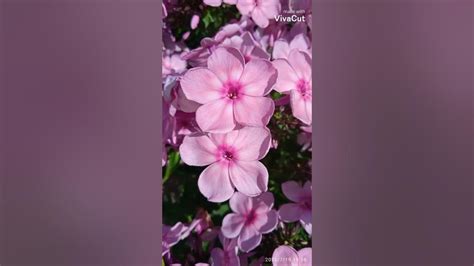 Флокс метельчатый Рейнбоу Дансер - YouTube