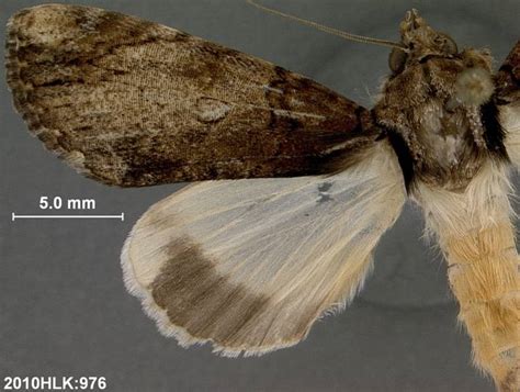 Three Dimensional Lepidoptera Genitalia Images Of Xxx By Hugo Kons Jr