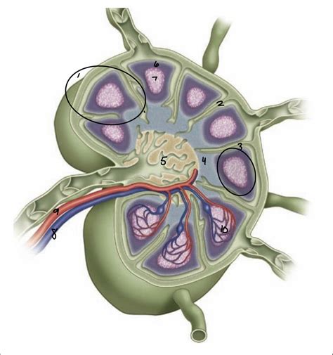 Bi 472 Diagram For Lymph Node Diagram Quizlet